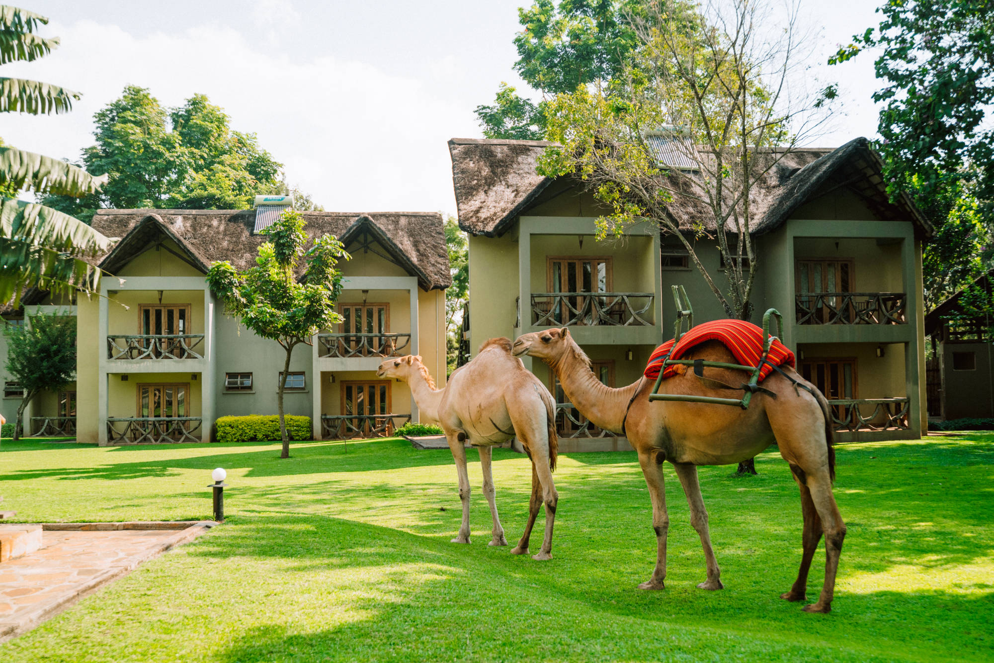 Weru Weru River Lodge | Gallery